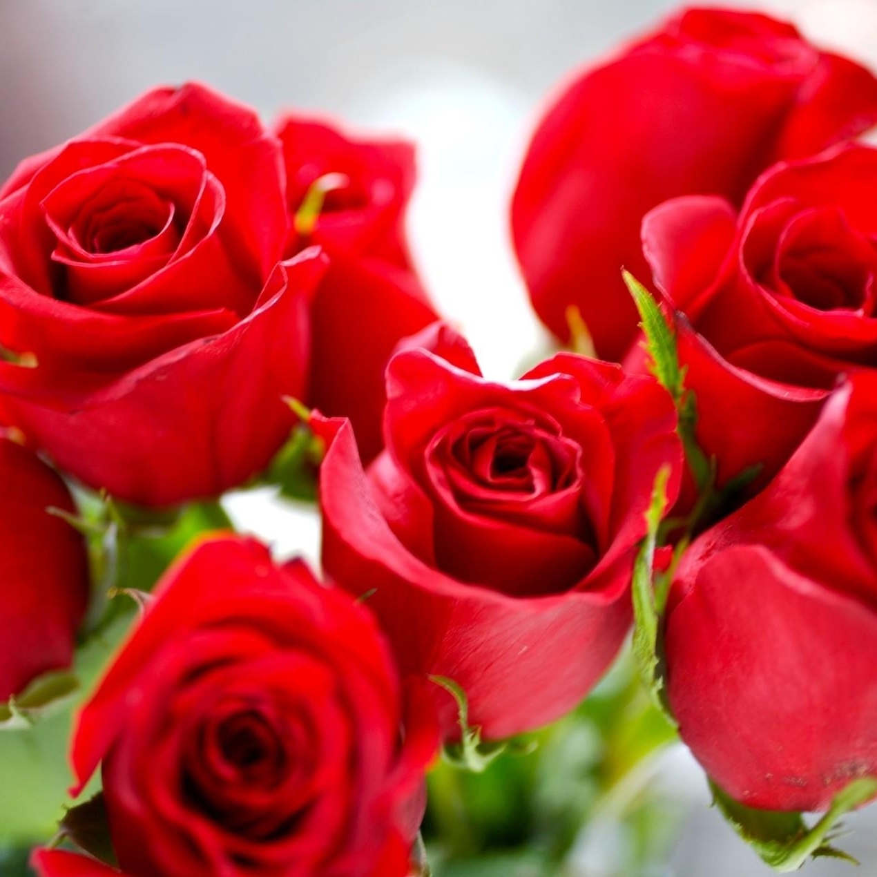 Flower Handling International - Your Global Partner in Flower Logistics